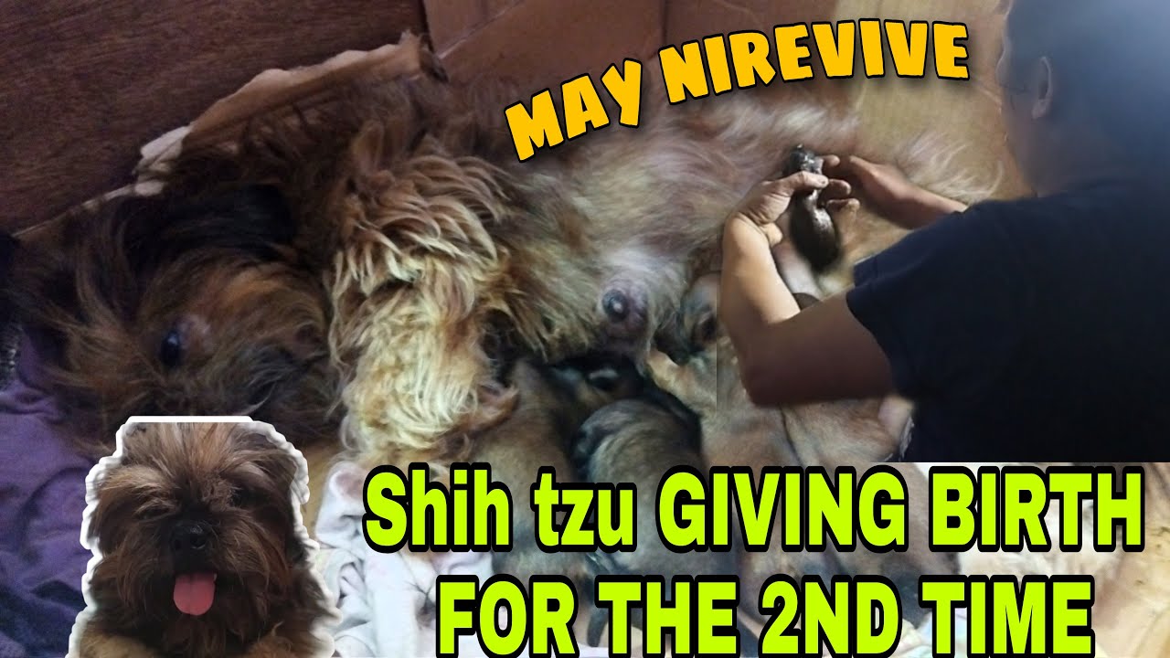 SHIH TZU GIVING BIRTH FOR THE 2ND TIME!!| MAY NA REVIVE MAY NA STOCK ...