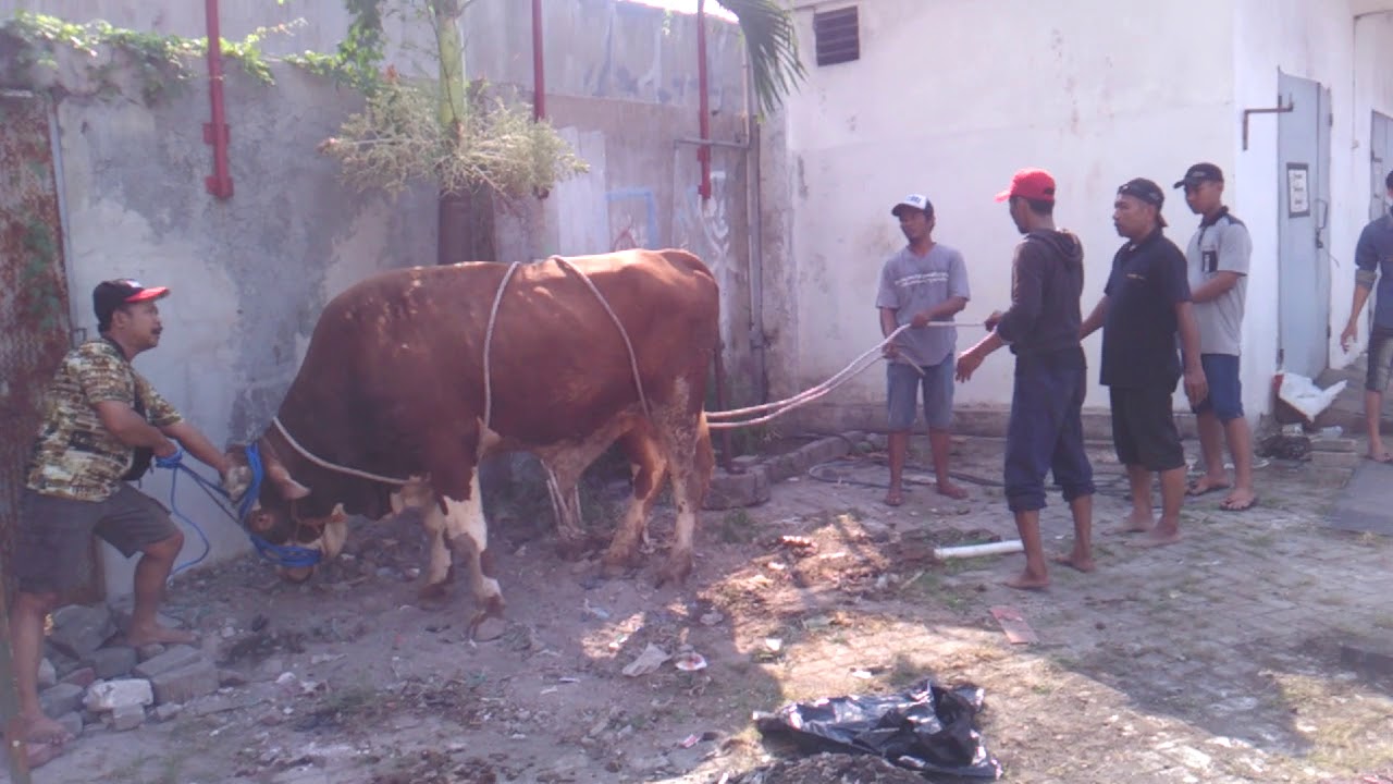 Jagal sapi - YouTube