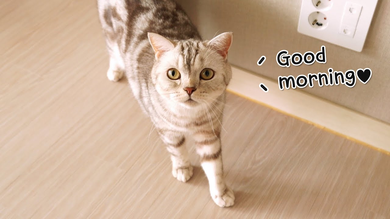 Cute Good Morning Cat