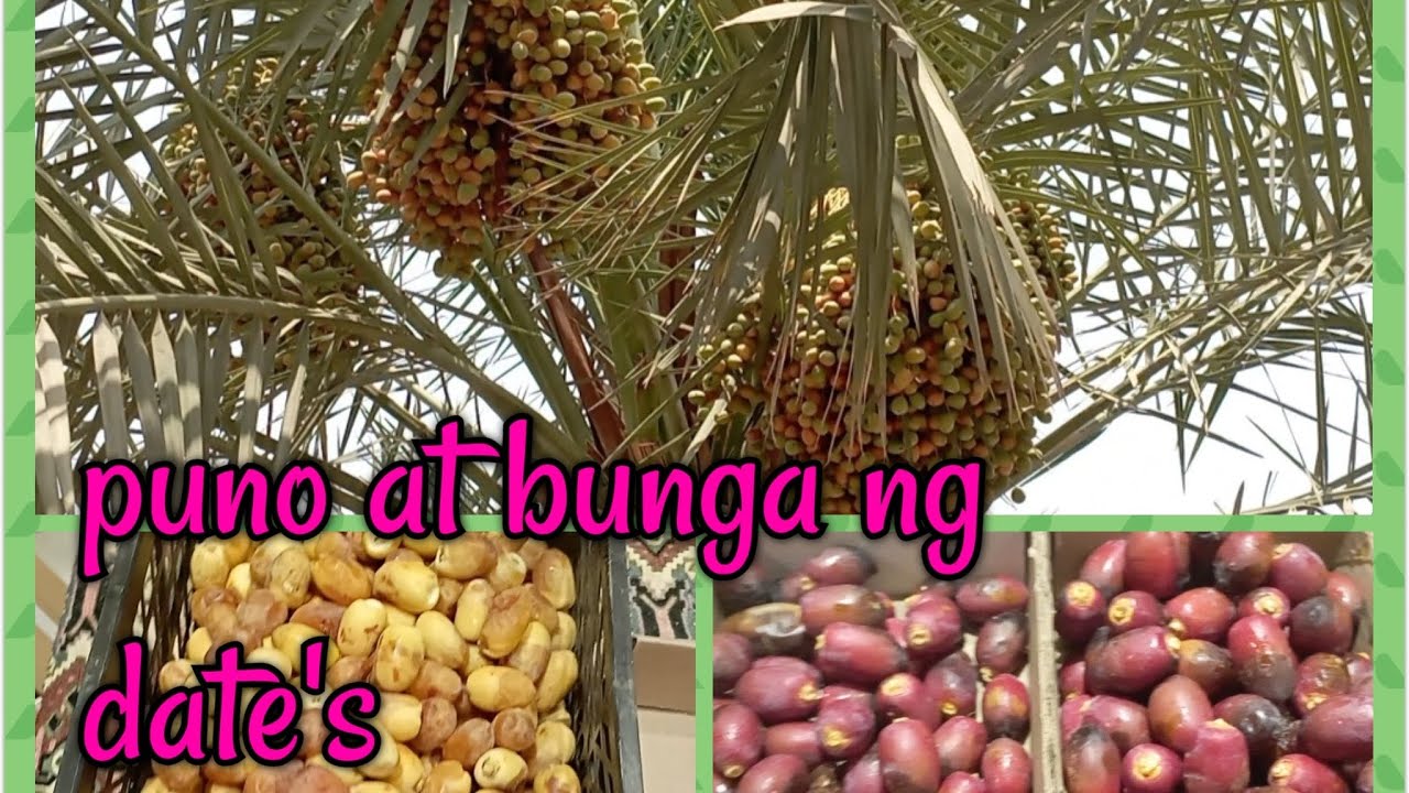 Puno at Bunga ng Date's..(Buhay Ofw) - YouTube