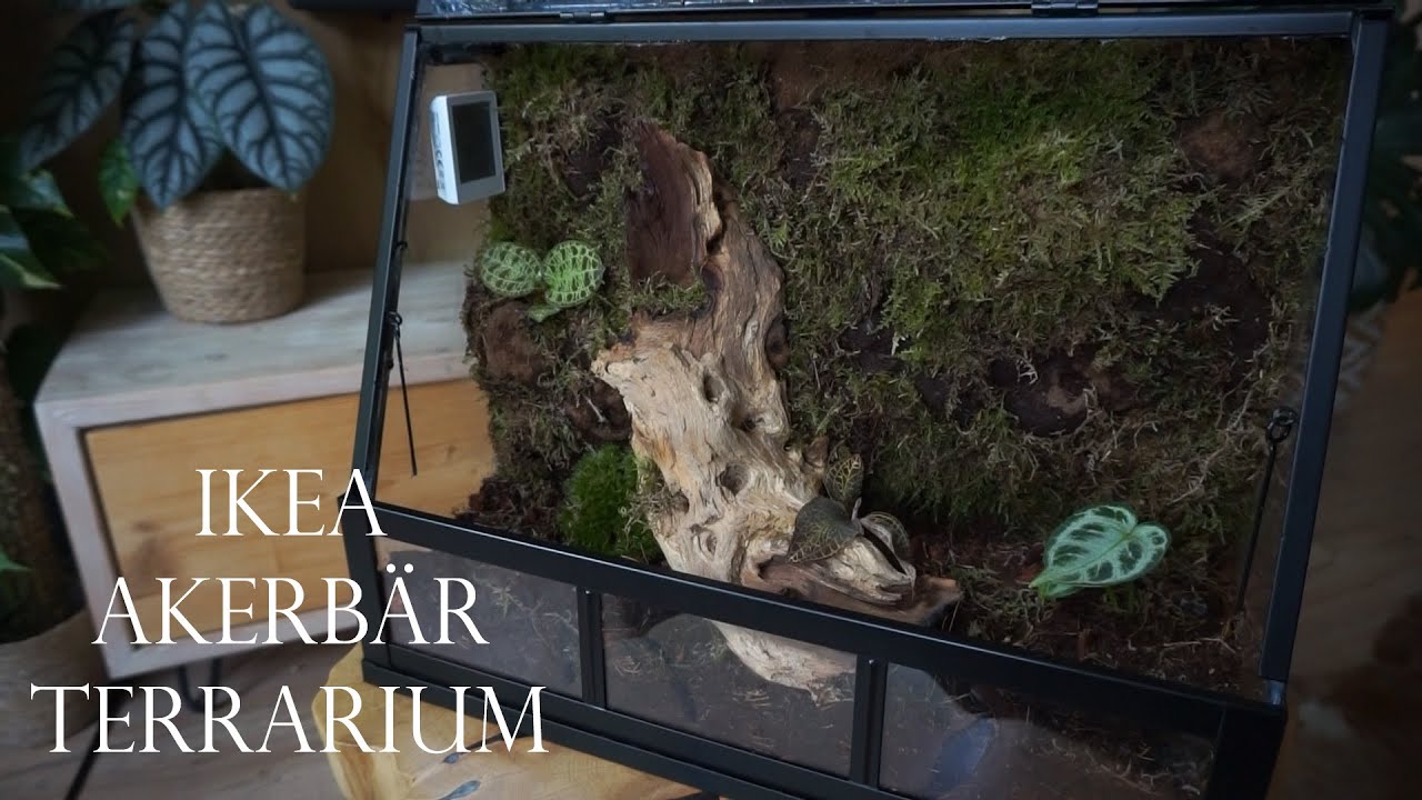 Turning a Ikea Akerbär into a mini terrarium! - YouTube