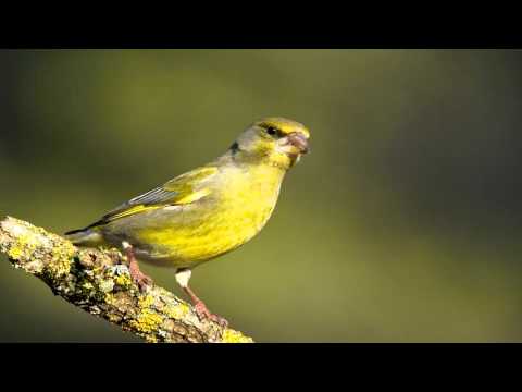 CD Verderón Campero / Volúmen 2