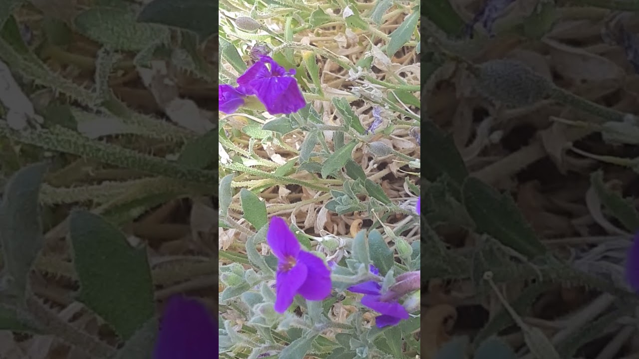 Rock Cress - Aubrieta -'Purple Cascade - Hraunbúi - Sumarblóm - YouTube