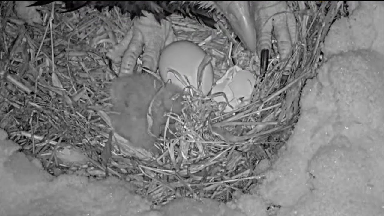 Eagle Mom and new born baby in heavy snow | Duke Farms Eagle | Feb 22 ...