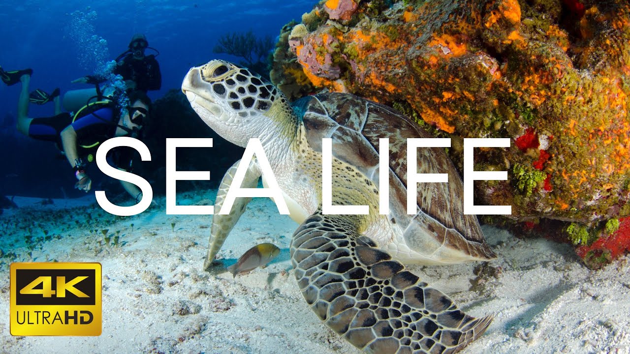 Learn underwater world, beautiful sound of ocean - jellyfish dolphin ...