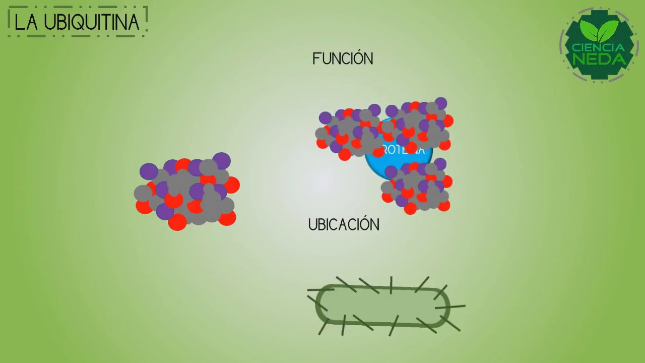 Biología Ubiquitina- En 1 minuto - YouTube