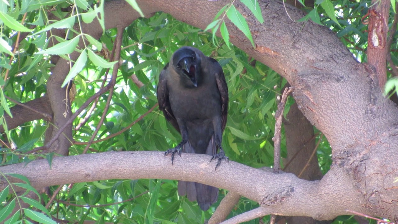The crow will shake the head and crying beautifully - YouTube