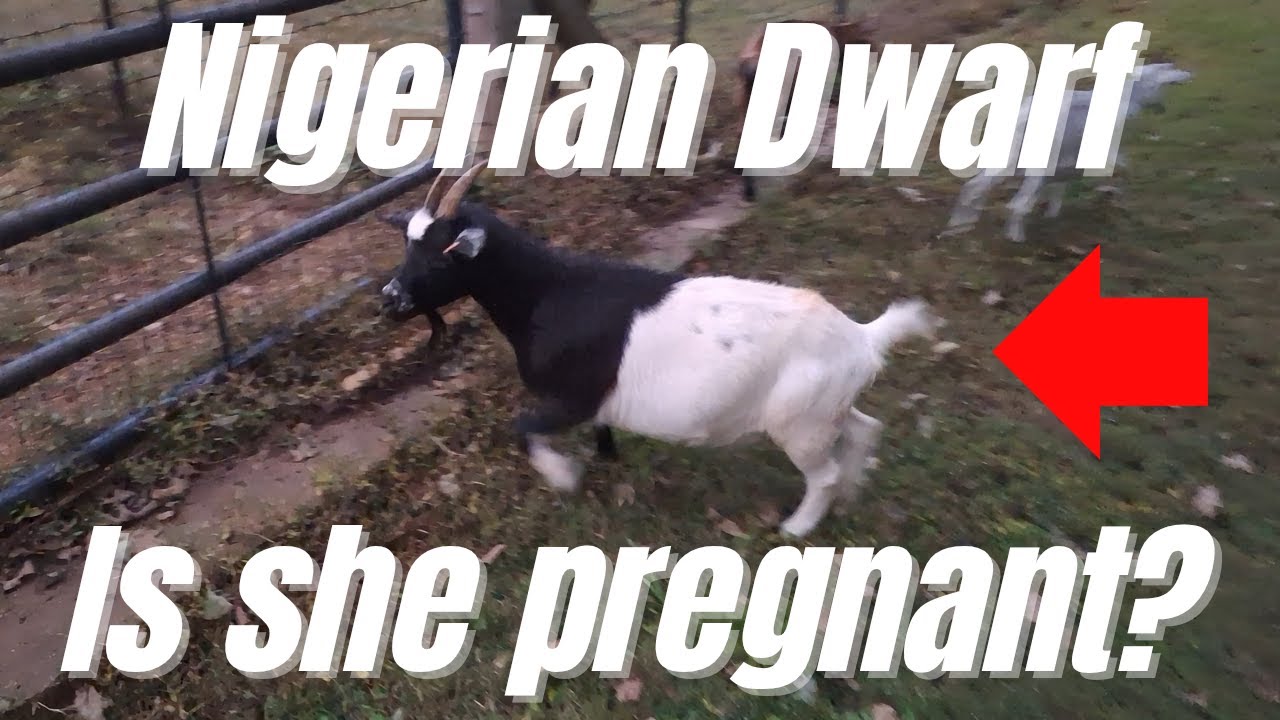 Is this Nigerian Dwarf Goat Pregnant? - YouTube