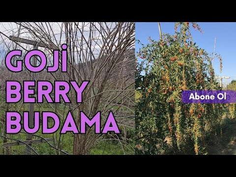 GOJİ BERRY BUDAMASI - PÜF NOKTALARI