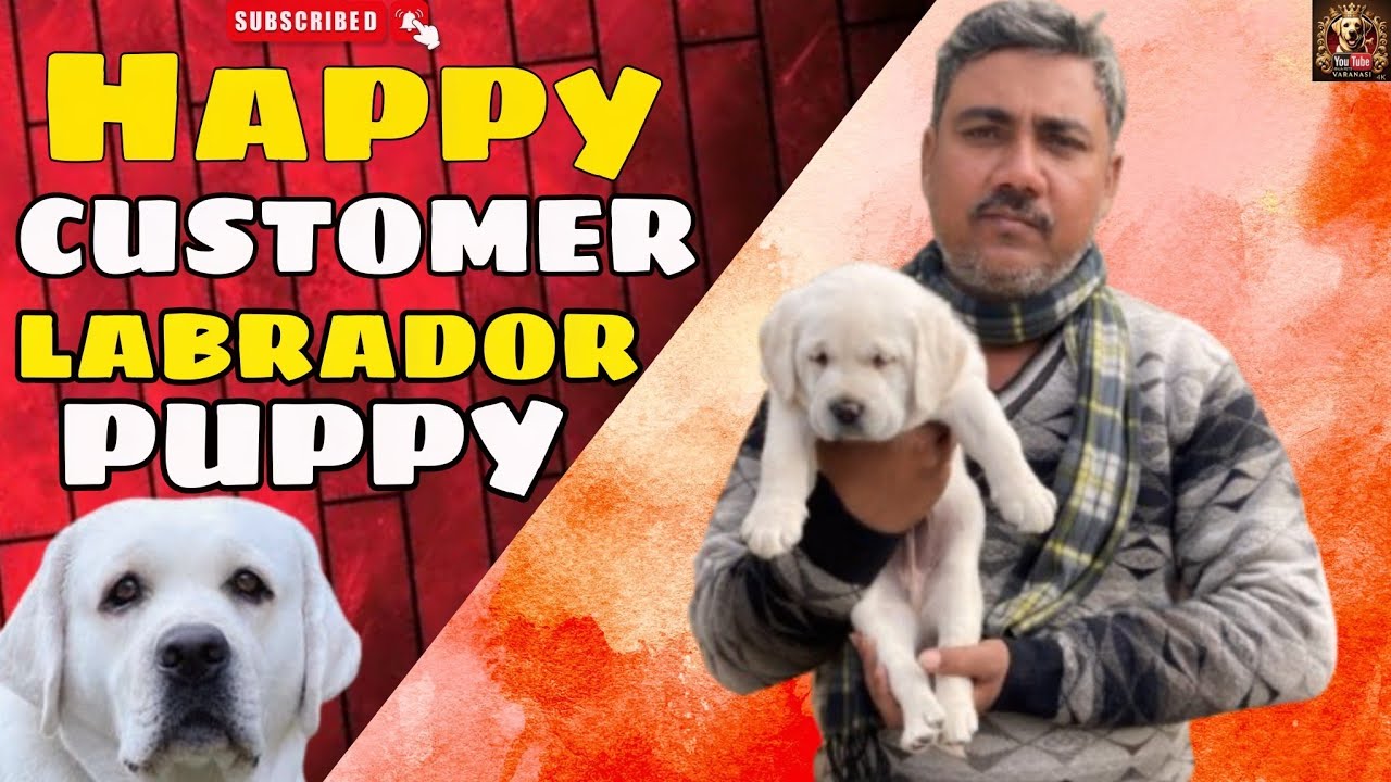 Happy Customer | Top Quality Labrador Puppy | Raja Pets Varanasi - YouTube