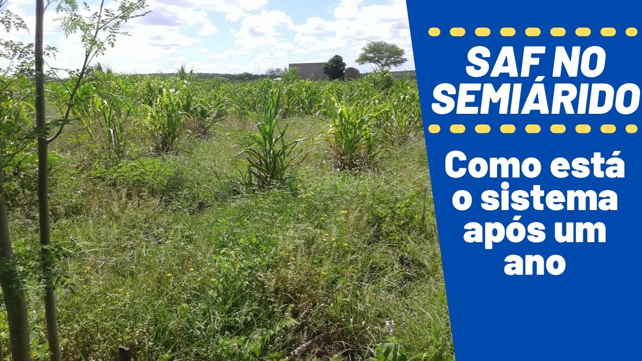 Como está o sistema após um ano de implantado/SAF no Semiárido/SAF ...