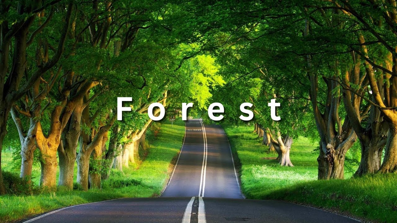 Enchanted Forest Music 4K༄ Relaxing Magical Forest Music 🌳 The Unfading ...