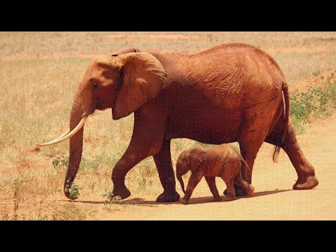 Pet animals video, jangli janwar discovery// wild animals video 2021 ...