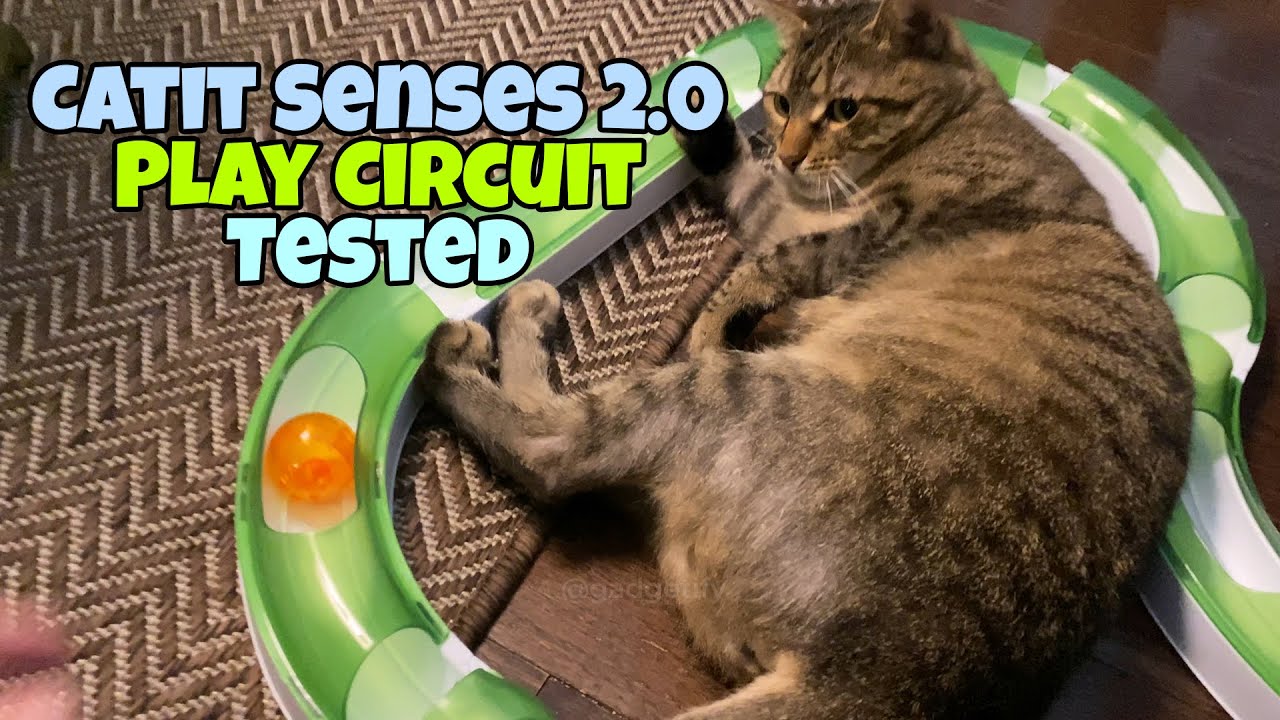 Catit Senses 2.0 Play Circuit Review: Modular Interactive Cat Toy 🐈 ...