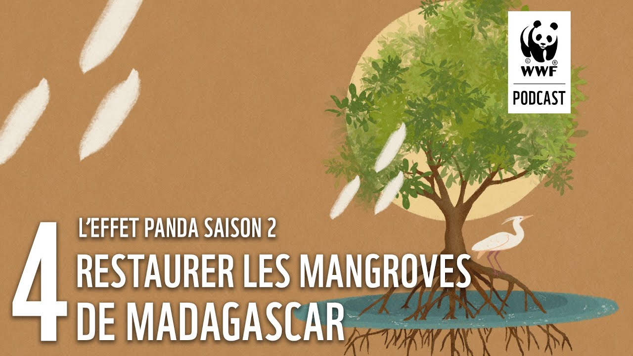 Préserver les mangroves de Madagascar | L'Effet Panda saison 2 : un ...