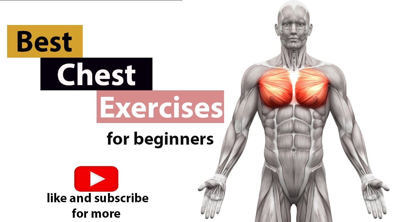 Best Chest Exercises for beginner at the gym. - YouTube
