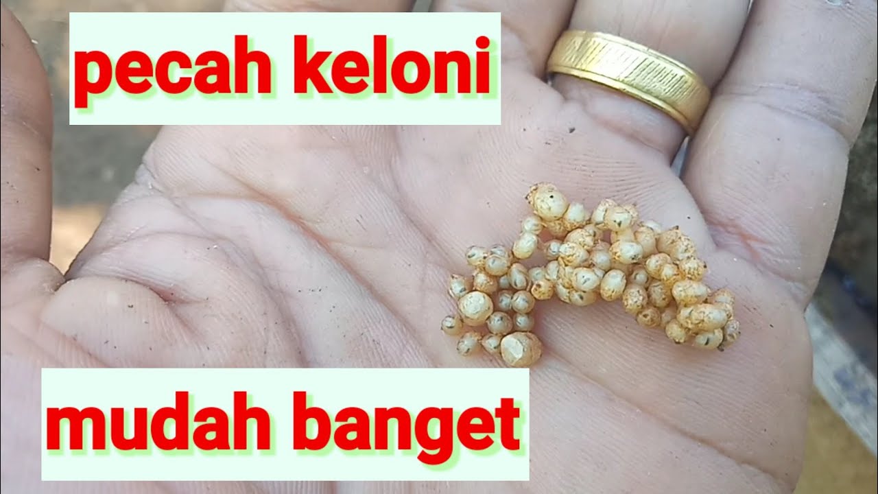 cara mudah pecah keloni kelulut FUSCO - YouTube