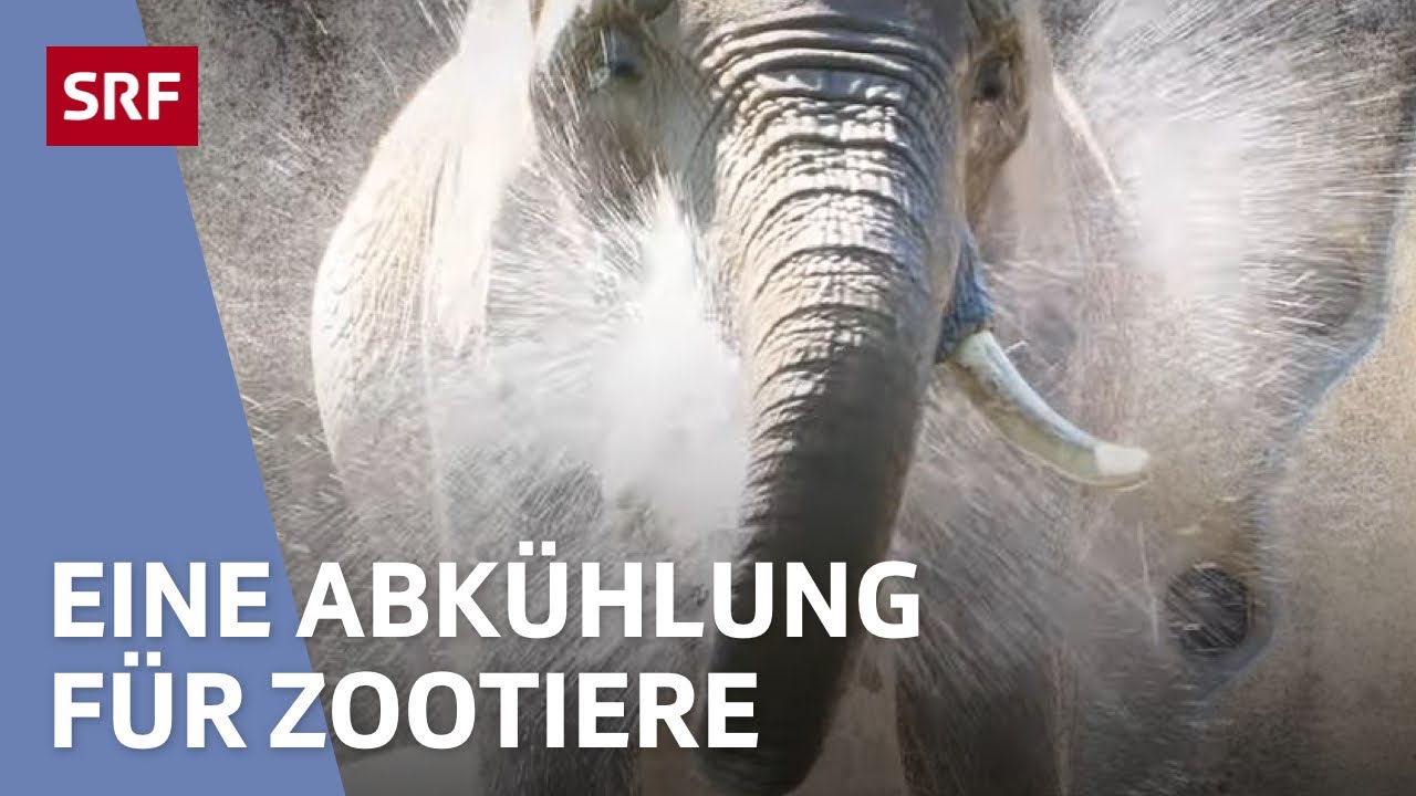 Hitze und Tiere – so erhalten Zootiere bei hohen Temperaturen ihre ...