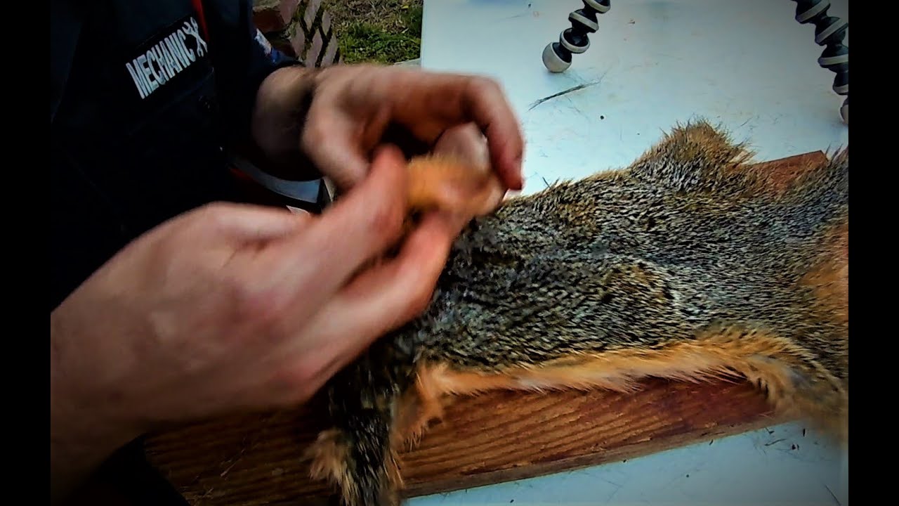 How to skin and flesh a squirrel for the hide! Backyard bushcraft ...