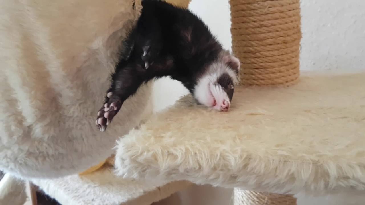 Frettchen schläft Kopfüber - YouTube