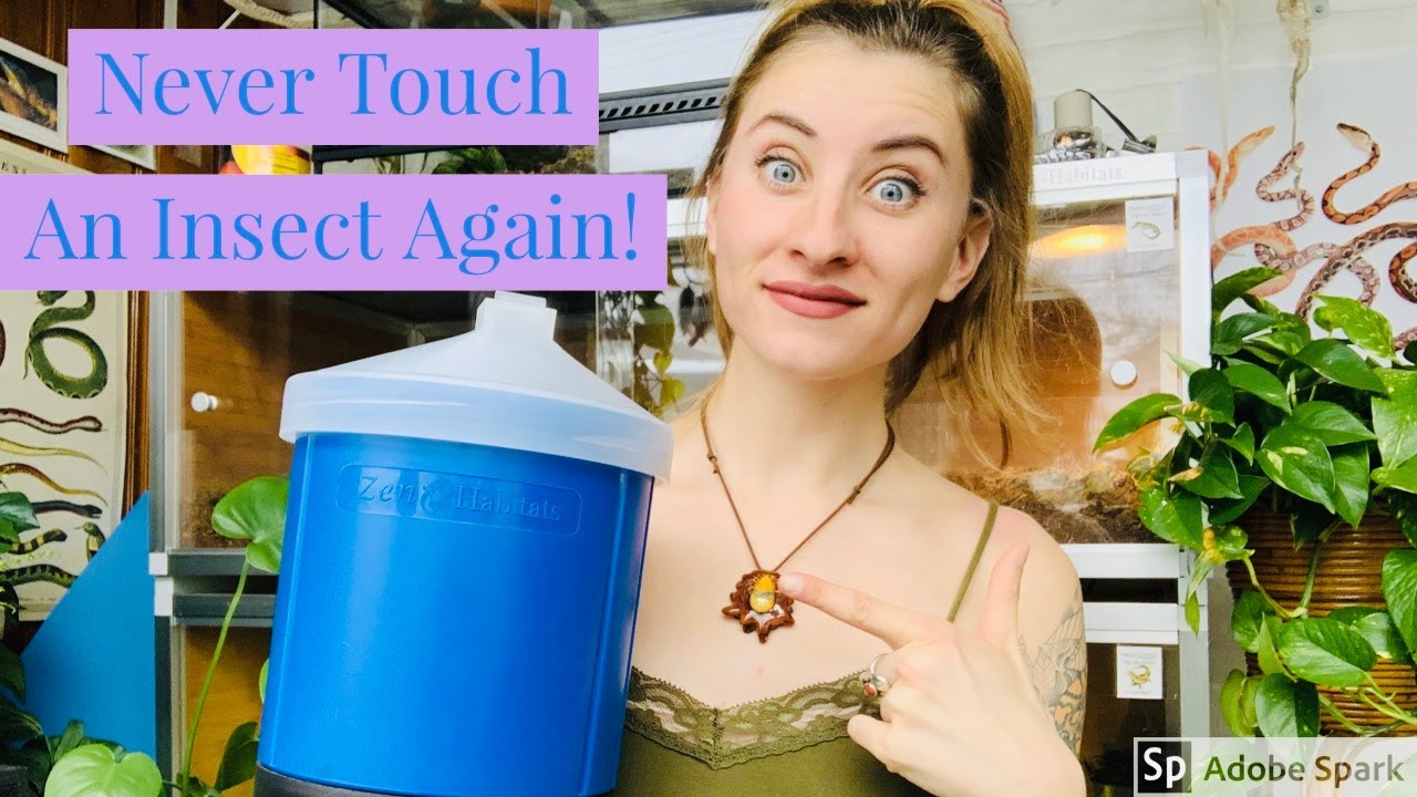 What To Do When You Want A Reptile, But Hate Insects - YouTube