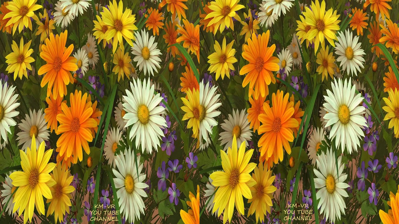 Wildflowers 3D VR VIDEO - YouTube