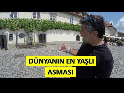 Dünyanın en eski asma ağacını Maribor'da ziyaret ettik