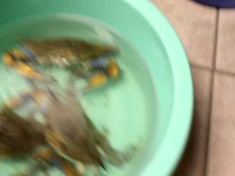 Crab Snap! - YouTube