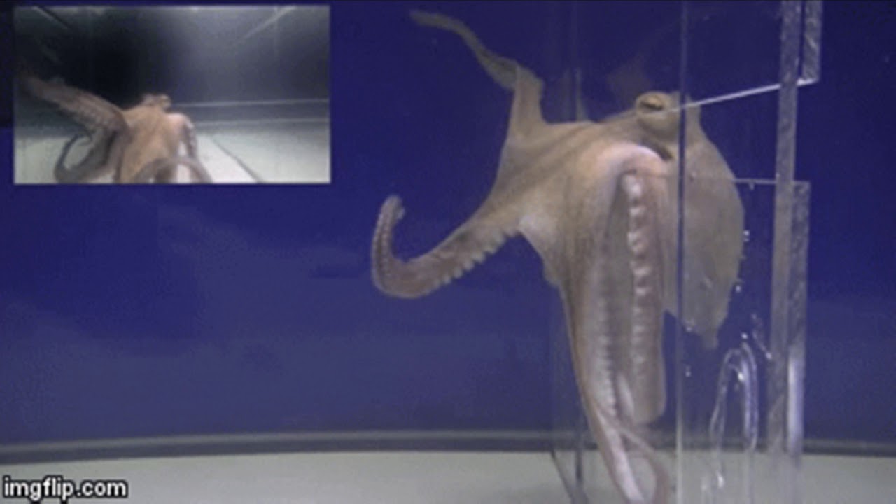 Cool Animal Facts with Angel: Octopus - YouTube