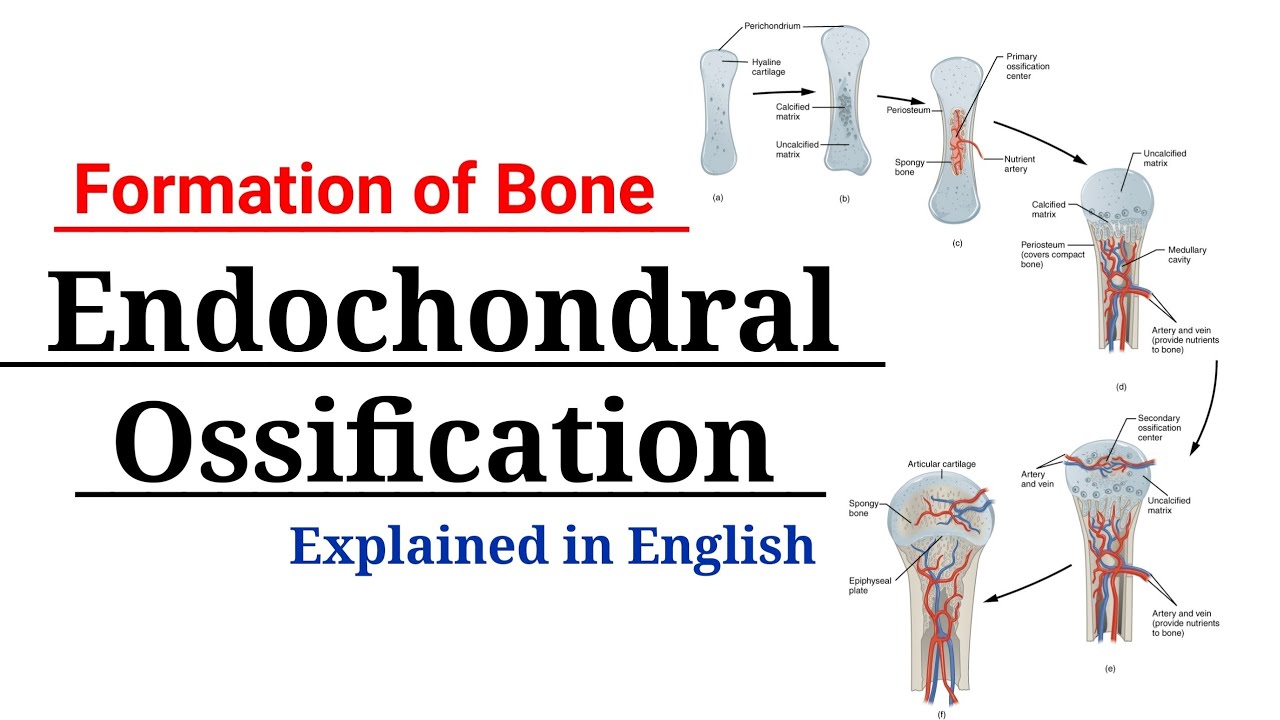 Endochondral Ossification | Bone formation by endochondral pathway ...