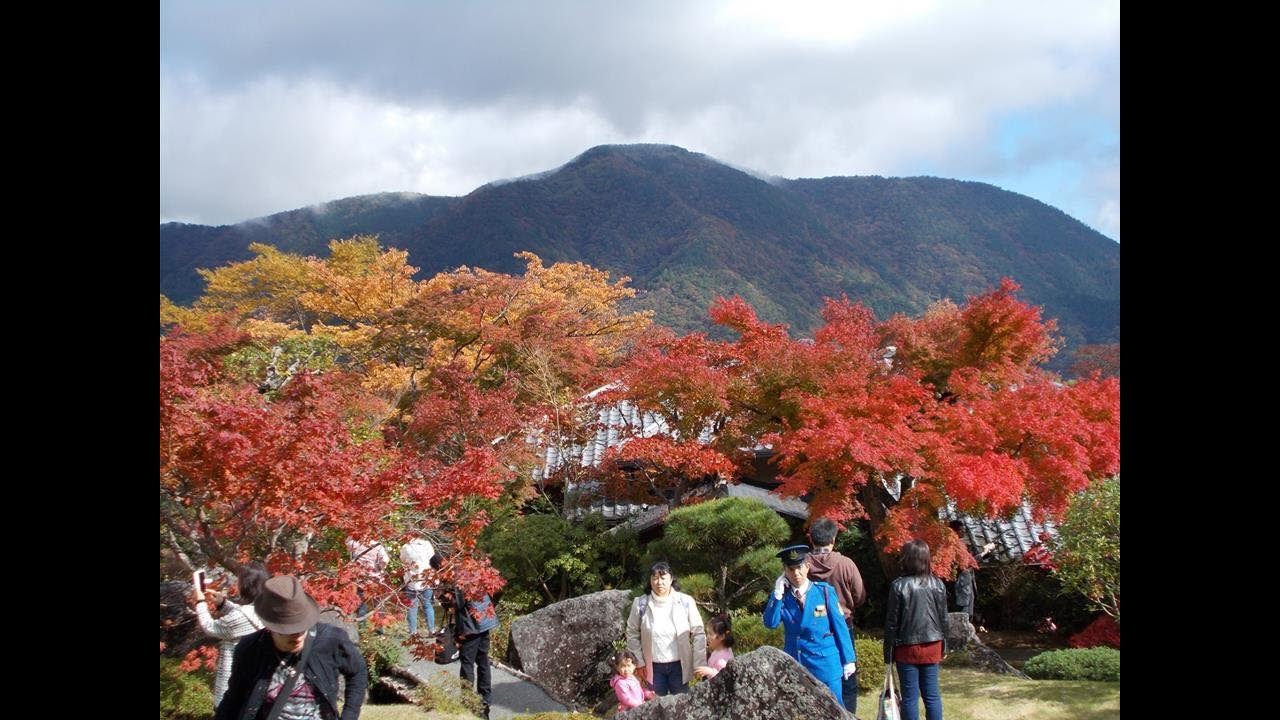 Autumn Trees in Hakone, Japan - YouTube
