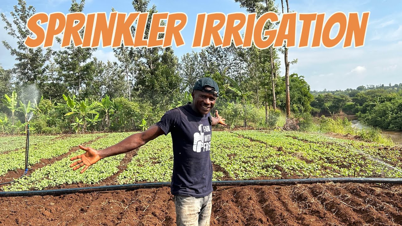 How am Setting Sprinklers irrigation for my organic garden #garden ...
