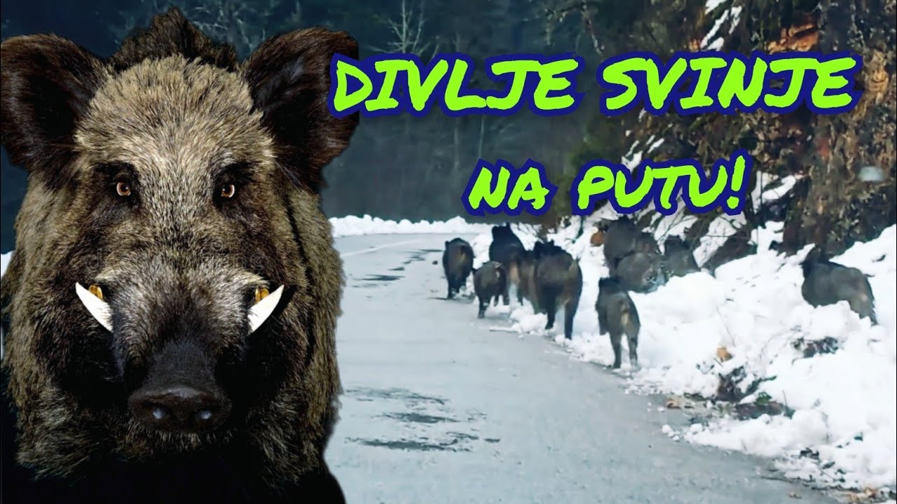 DIVLJE SVINJE NA PUTU | 11 komada | NEVJEROVATNO! @gorstak.han.pijesak ...