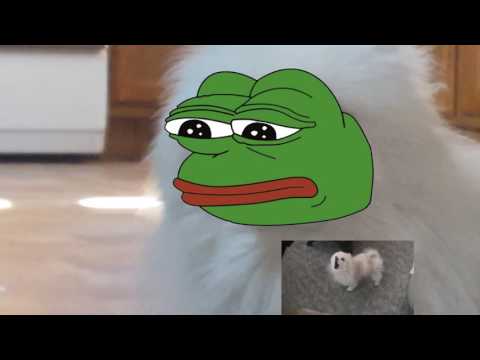 Gabe the dog - Sad violin bork