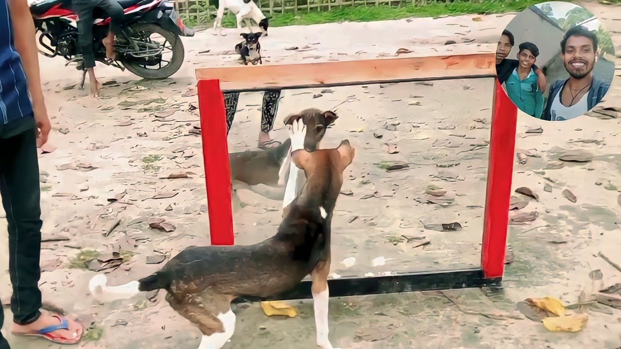 Super Hilarious Reaction with Dog | Mirror Prank On YouTube | Funny Dog ...