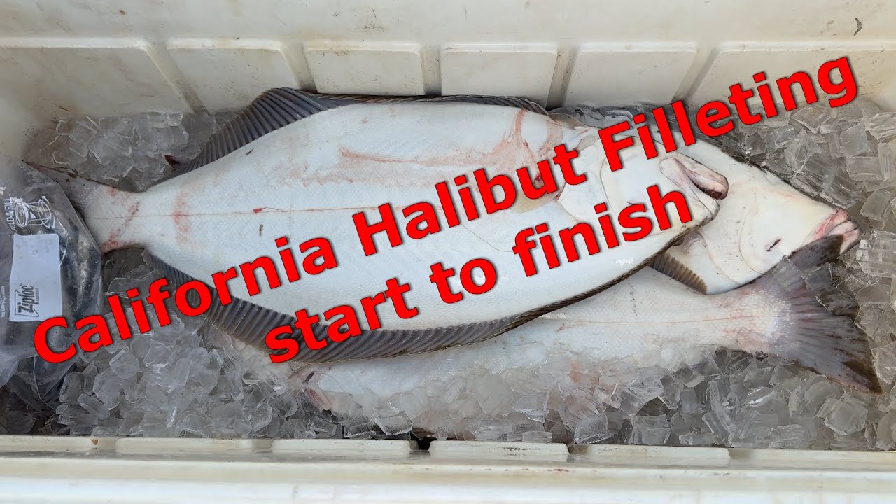 Filleting Halibut, simple and easy to follow from start to finish ...