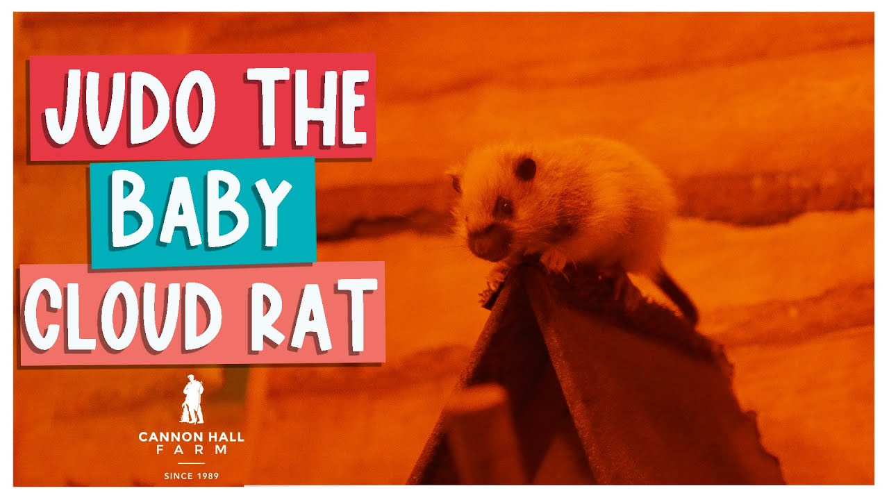 Judo the Northern Luzon Giant Cloud Rat - Cannon Hall Farm - YouTube