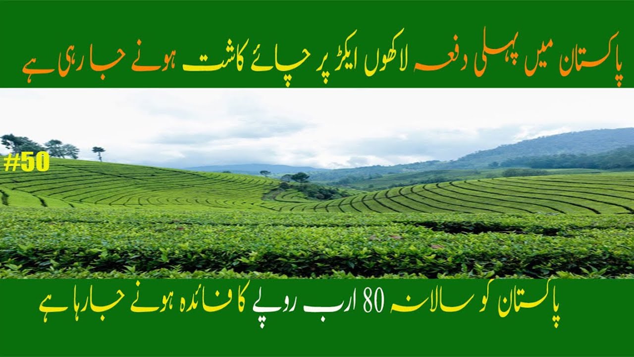 Thousands of Acres of Tea Is Being Cultivated In Pakistan.Tea ...