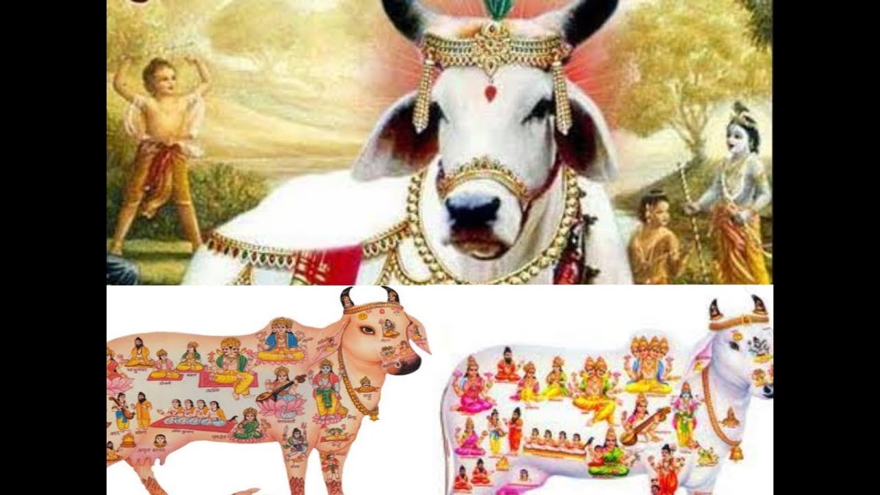 Shri Guru Govinda Ashram || Gou Mata - YouTube