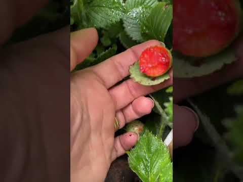 What Insects Eat Strawberry Plants
