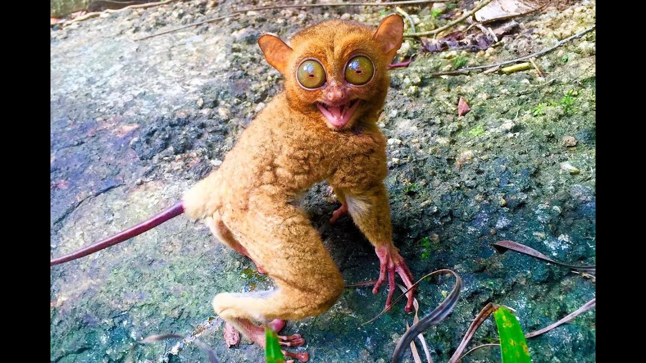 NO CREERAS QUE EXITEN - 5 ANIMALES Más EXTRAÑOS Del MUNDO - YouTube