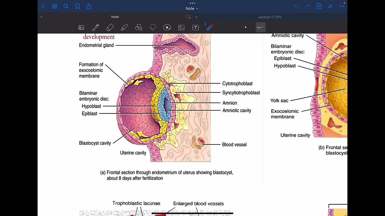 2nd week of development - YouTube