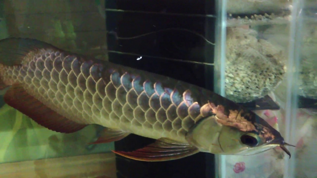 Malaysian Golden Crossback Arowana(Blue base.) - YouTube
