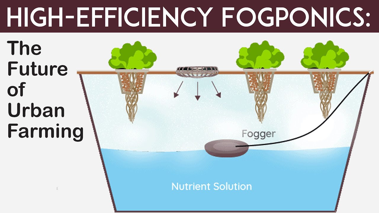 Revolutionizing Crop Growth with Automated Fogponics | Neosciencehub ...