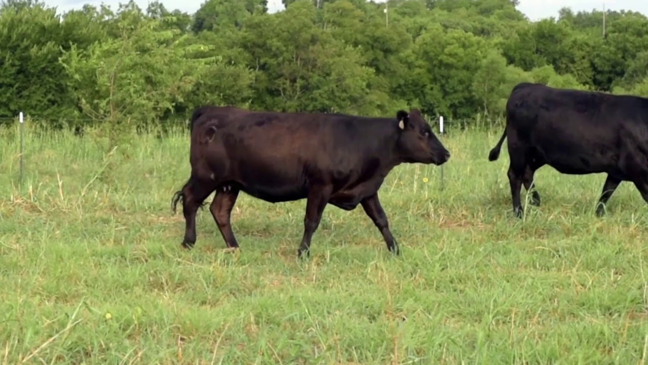 Craig Watson Cattle 5 - YouTube