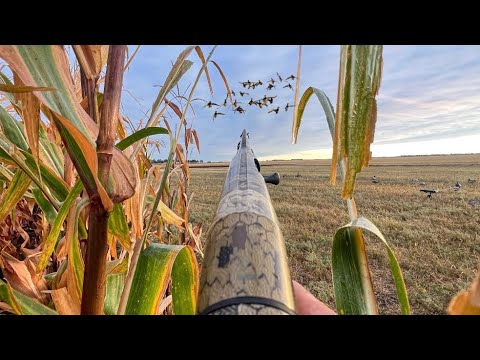 INSANE Standing Corn Duck Hunt! (How To Make Duck Jerky) - YouTube
