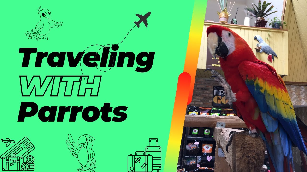 9 Tips for Traveling with Pet Parrots (SAFELY) - YouTube