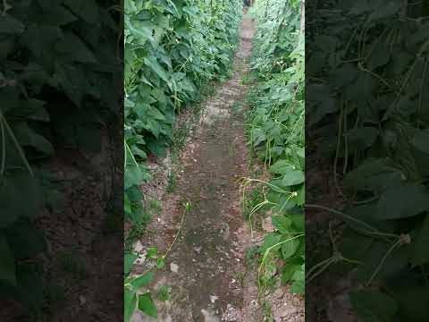 kishan help store planing field  at.. bhalia pali... aska.. ganjam.. mob..+917327914195