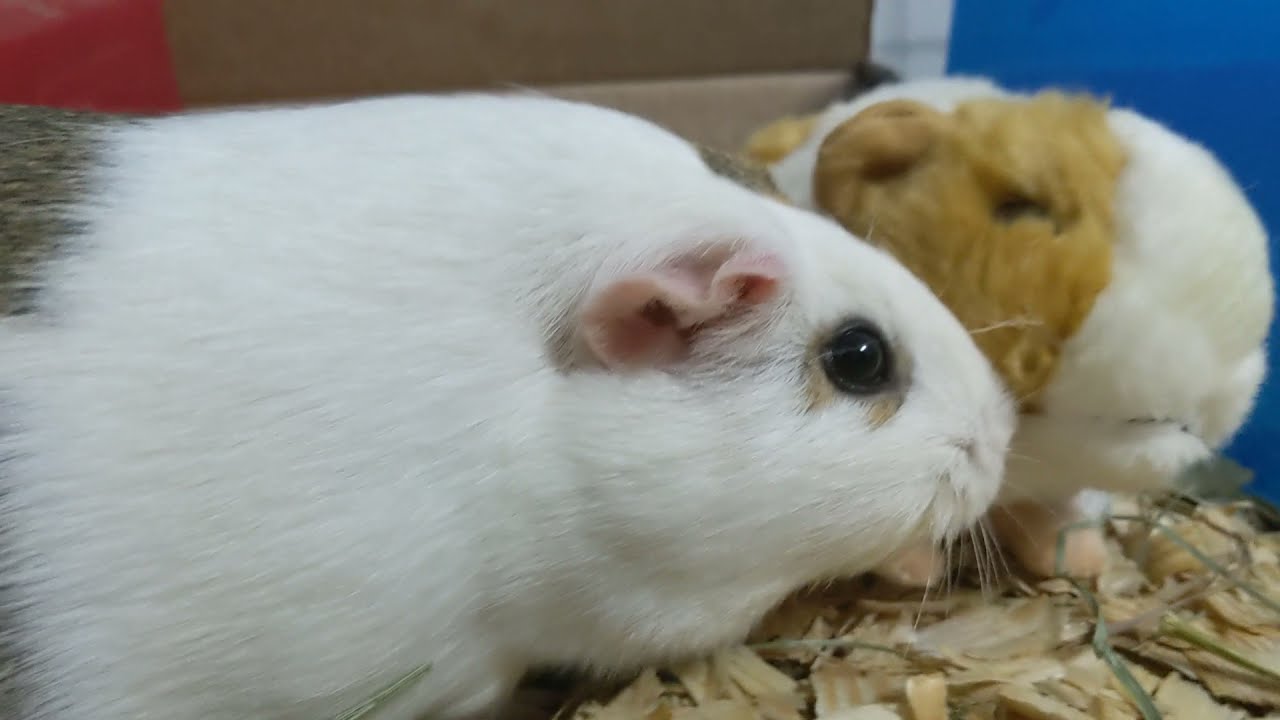 This Guinea Pig Is Sus - YouTube
