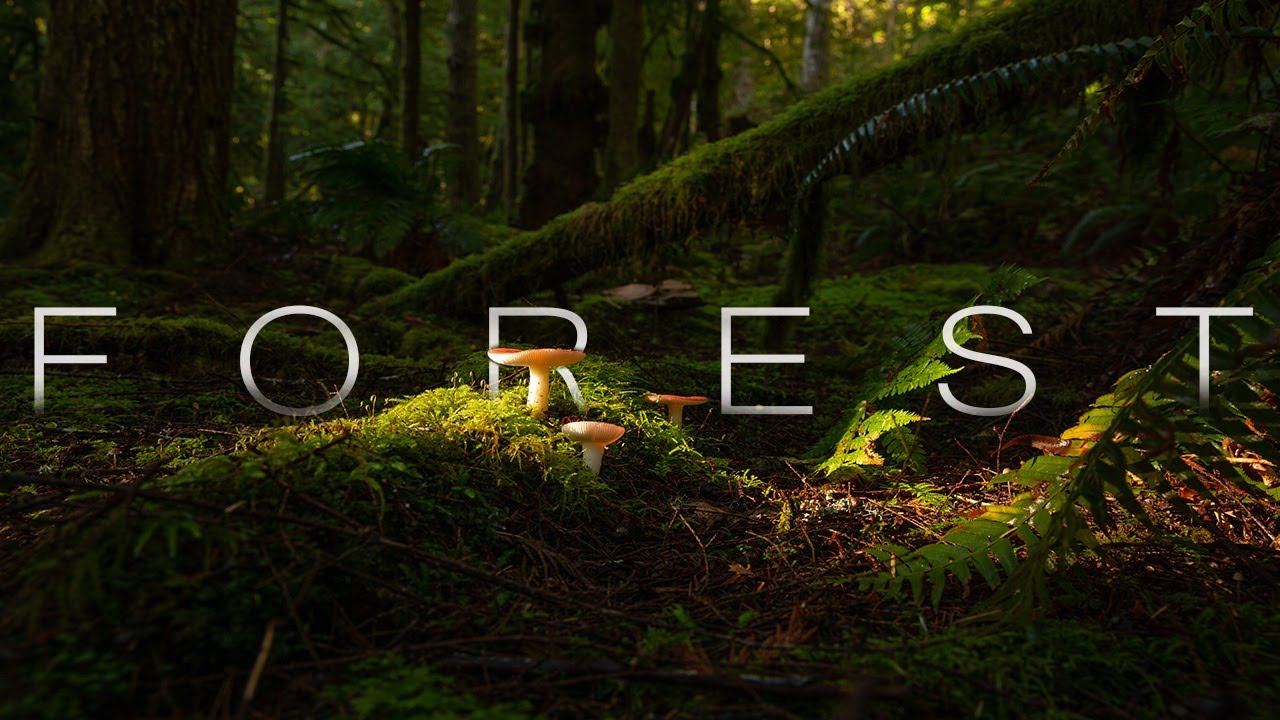 The Forest | 4K Time Lapse Film - YouTube